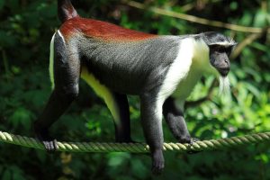 13 Most Spectacular African Monkey Species (by Location)