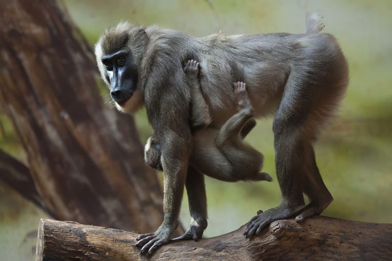 All 9 Baboon & Mandrill Species (World's Largest Monkeys)