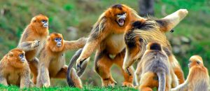 13 Most Spectacular Asian Monkey Species - Textbook Travel