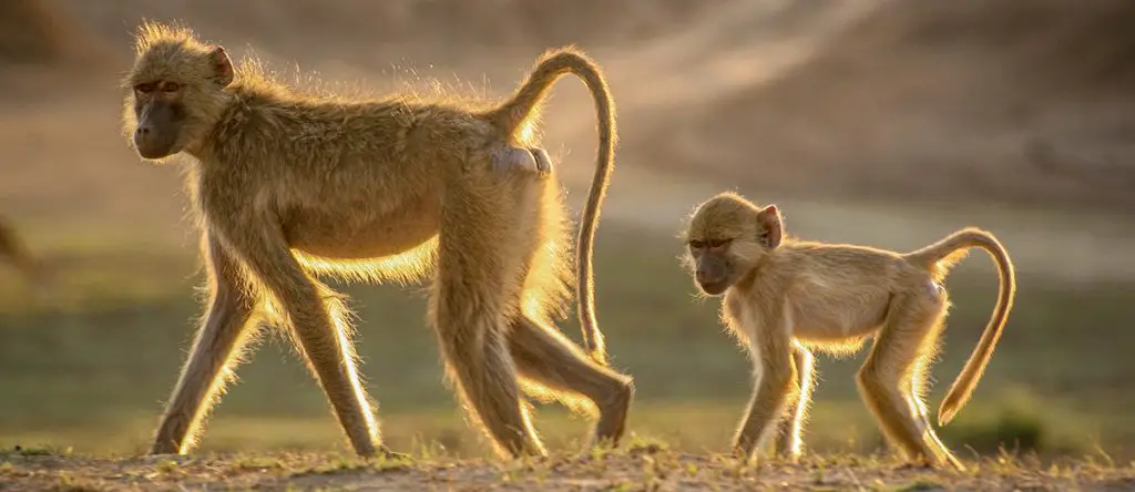 All 9 Baboon & Mandrill Species (World's Largest Monkeys)