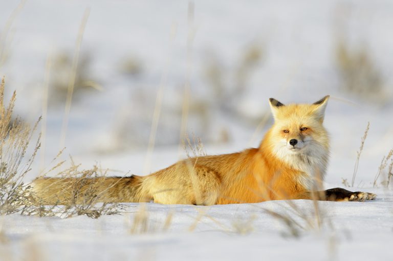 All 22 Species of Foxes (With 40+ HD Photos)