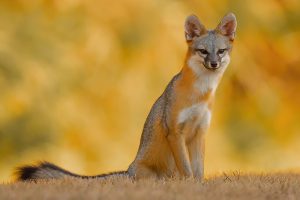 All 22 Species of Foxes (With 40+ HD Photos)