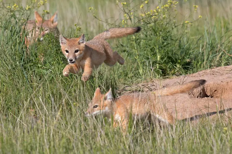 All 22 Species of Foxes (With 40+ HD Photos)