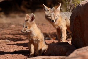 All 22 Species of Foxes (With Maps & HD Photos)