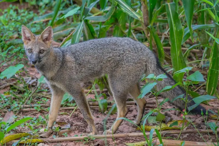 All 22 Species of Foxes (With Maps & HD Photos)