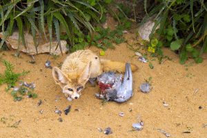 All 22 Species of Foxes (With Maps & HD Photos)