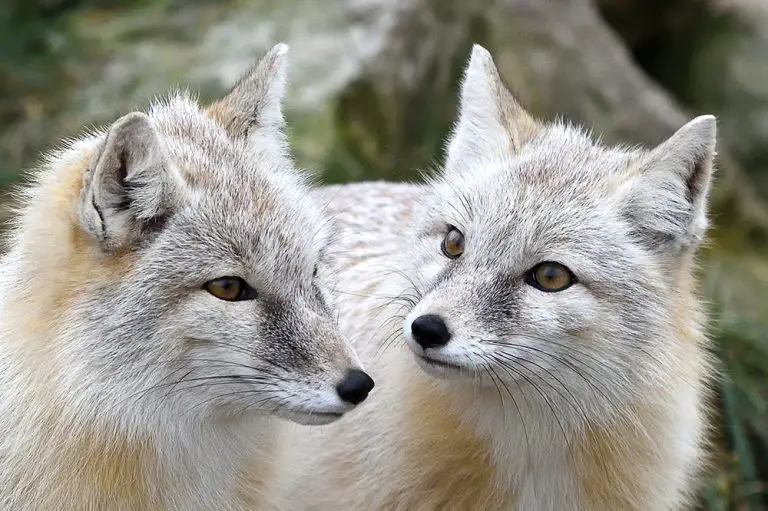 All 22 Species of Foxes (With 40+ HD Photos)