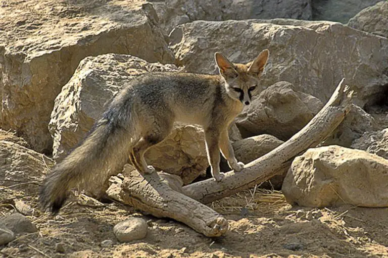 All 22 Species of Foxes (With 40+ HD Photos)