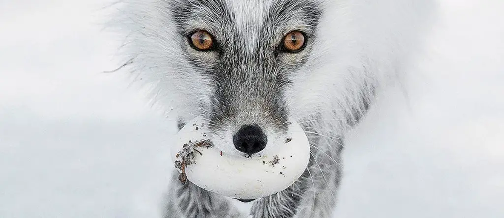 All 22 Species of Foxes (With 40+ HD Photos)