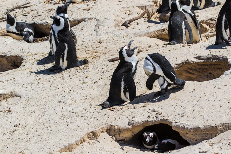 All 19 Penguin Species (Inc 1 New Australian Species)