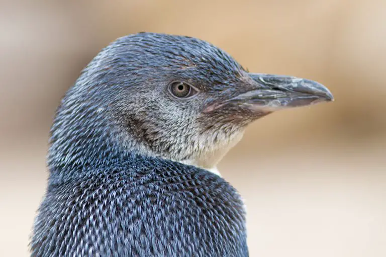 All 19 Penguin Species (Inc 1 New Australian Species)