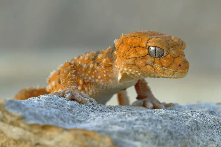 All 17 Megadiverse Countries with Photos & Heat Map