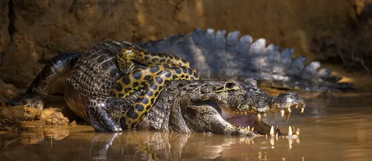 All 17 Megadiverse Countries with Photos & Heat Map